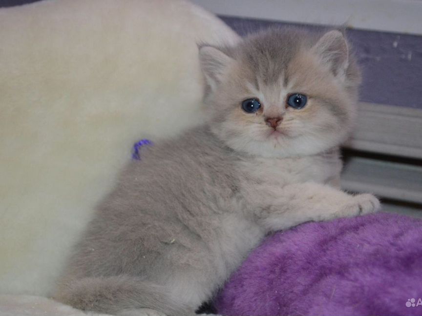 Шотландские котята