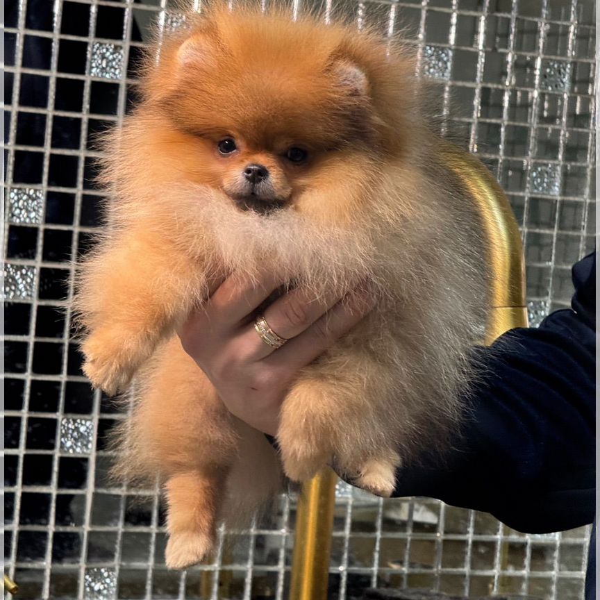 Померанский шпиц, щенок