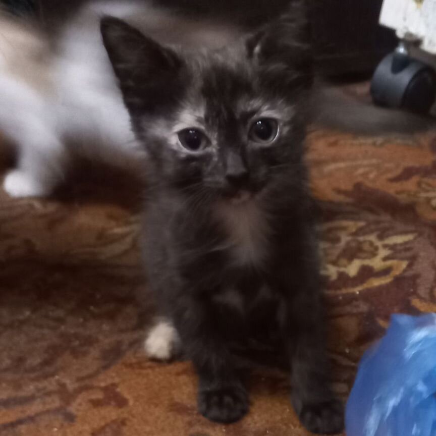 Красивые котятки