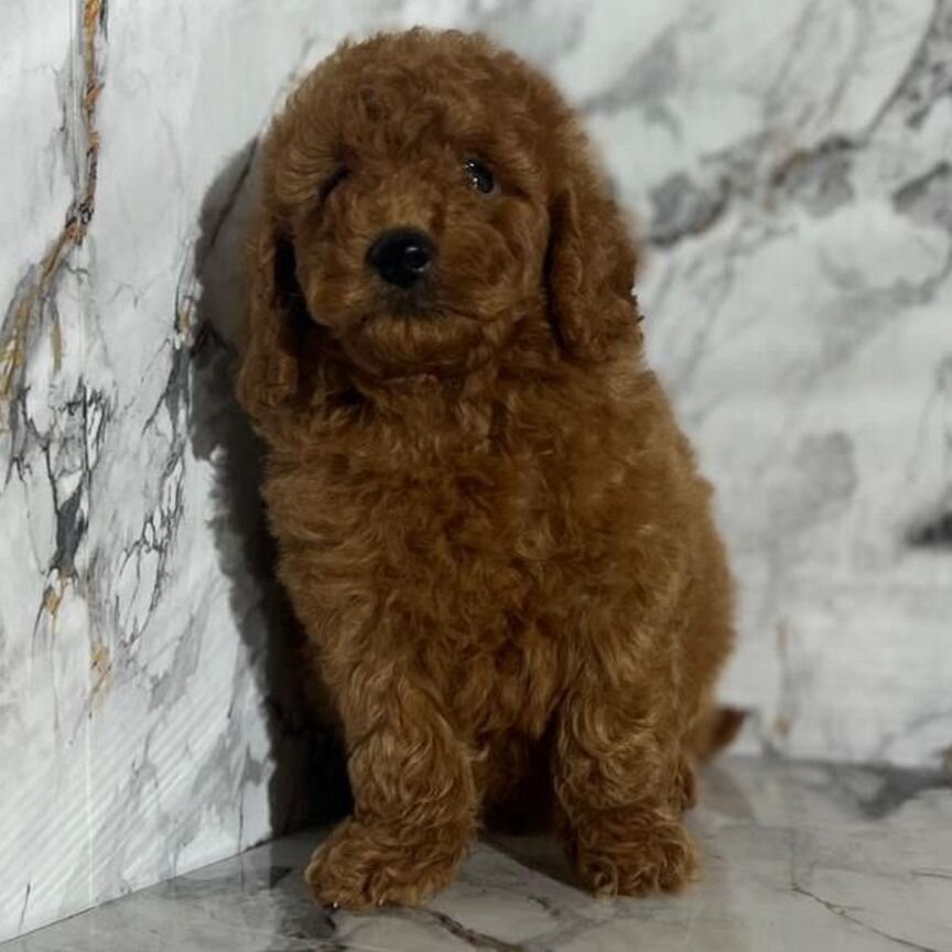 Той-пудель, щенок