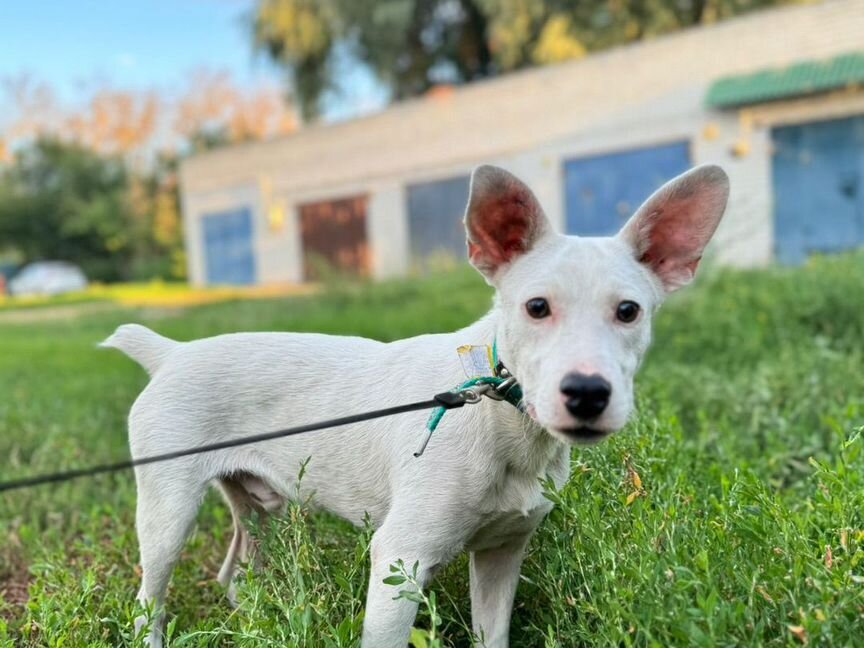Песик в добры руки бесплатно