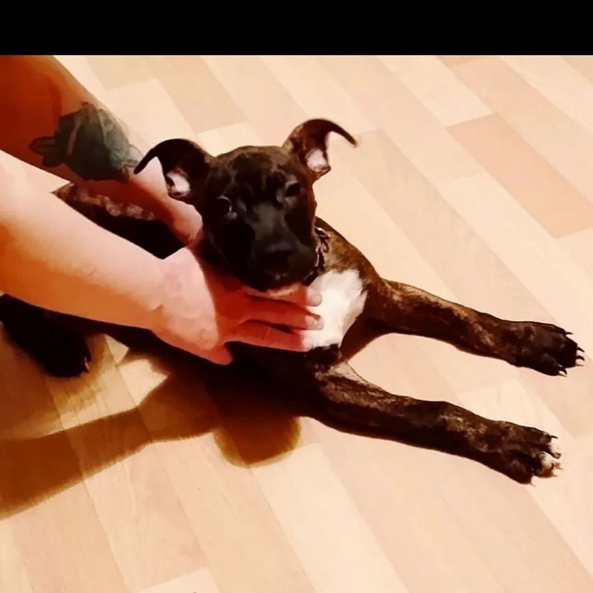 Американский стаффордширский терьер, щенок