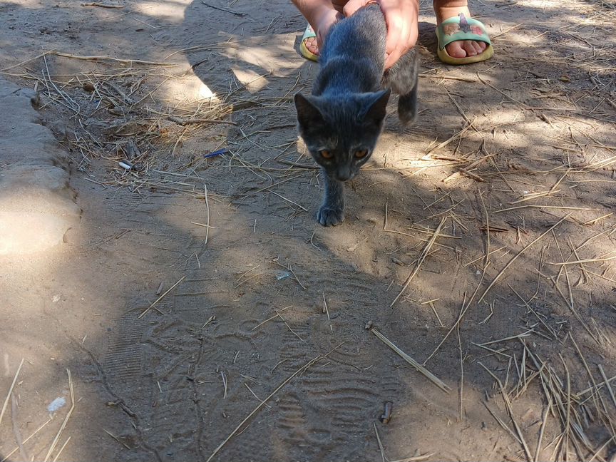 Котёнок/окраска:белые пятнышки,с серым./девочка)