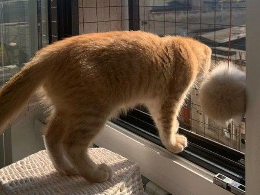 Решетка антикошка