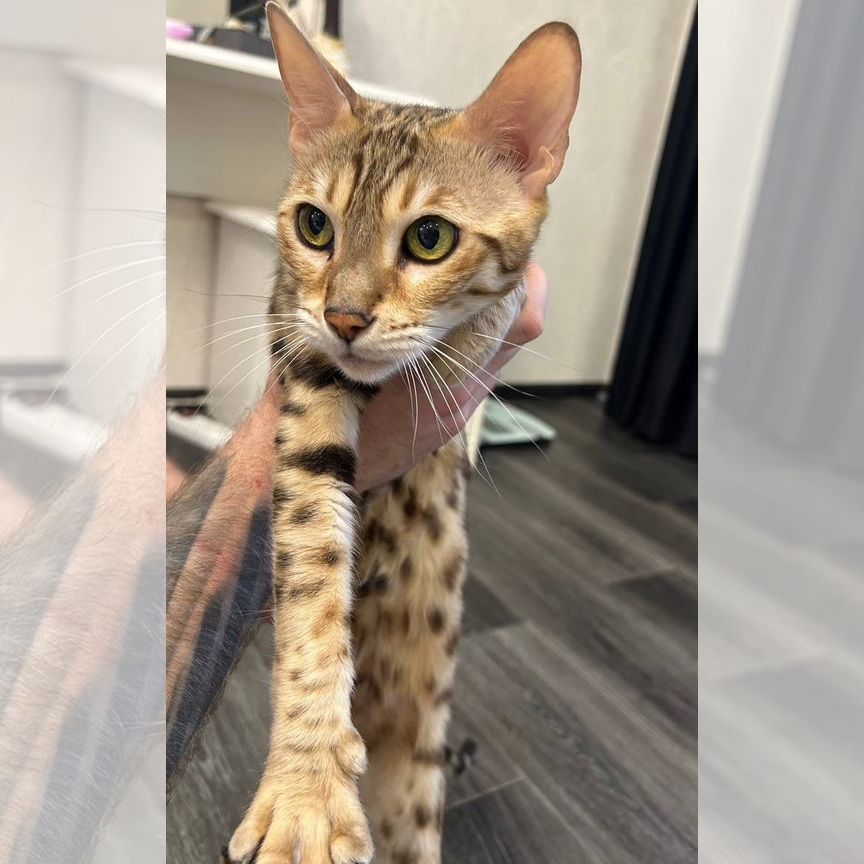 Бенгальская, взрослая кошка