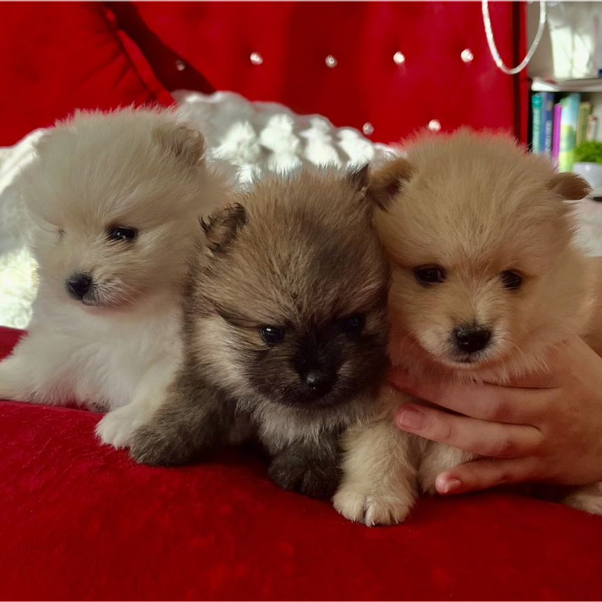 Немецкий шпиц, щенок