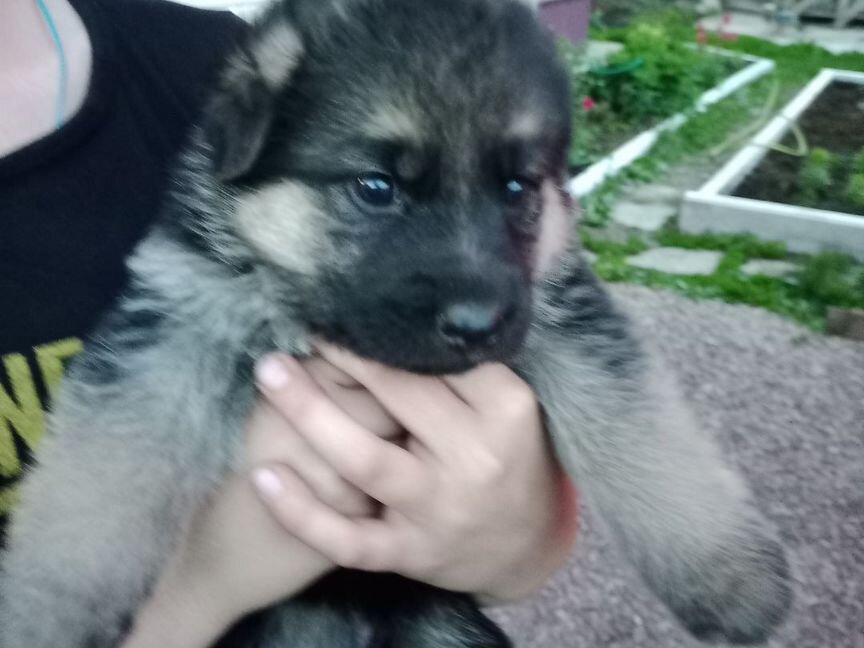 Щенки немецкой овчарки