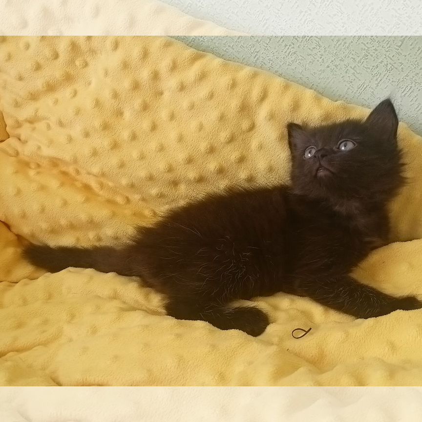 Котик черный мальчик