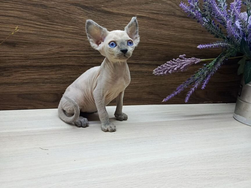 Девочки Девон-Рекс