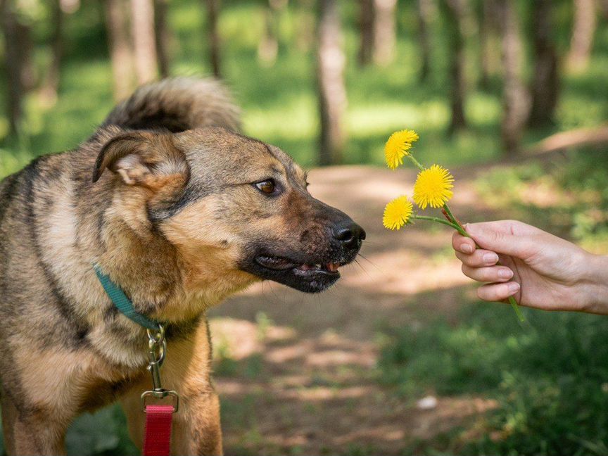 Собака из приюта мечтает стать домашней