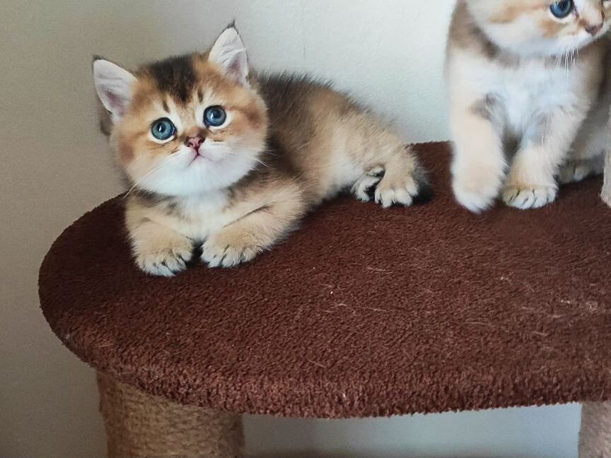 Шотландский котенок