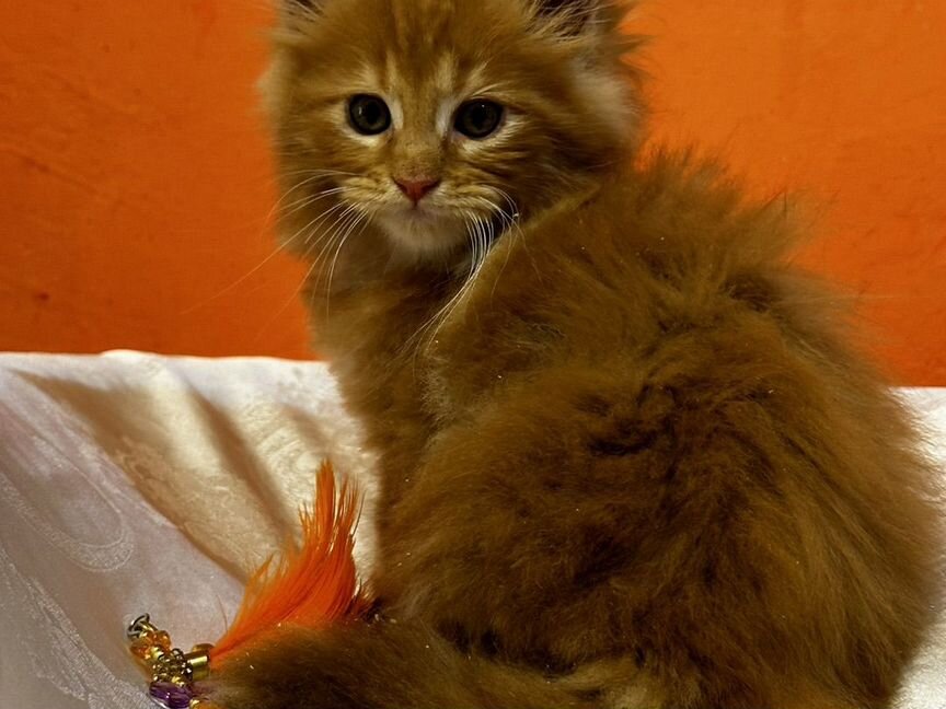 Котята мейн-кун