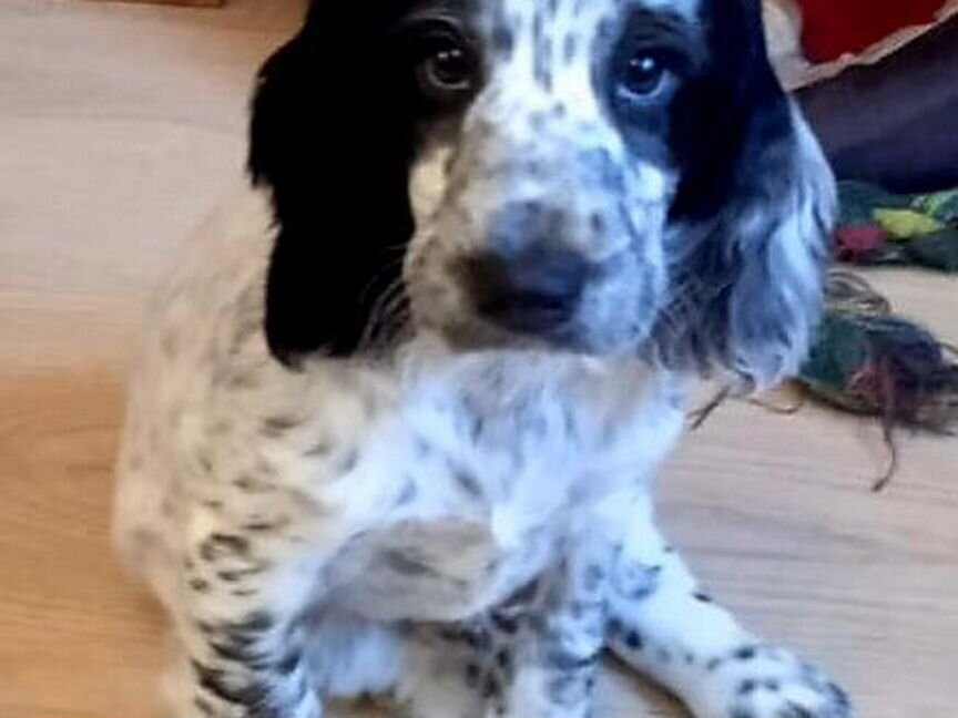 Русский охотничий спаниель щенки