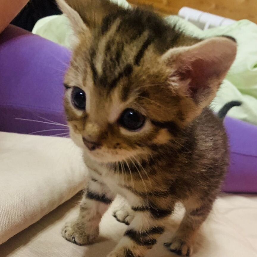 Сибирский котёнок