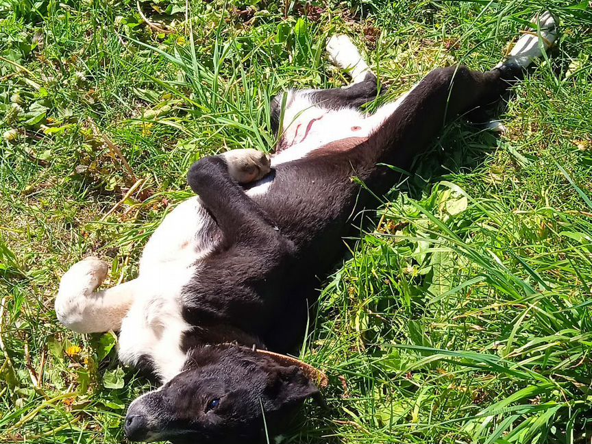 Статная красавица - щенок ищет дом