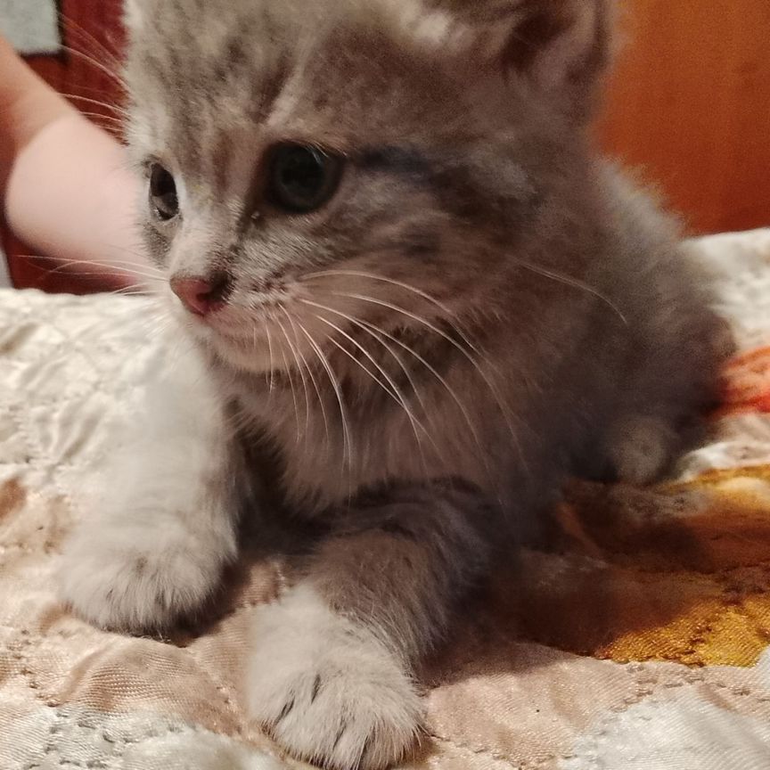 Котёнок в добрые руки