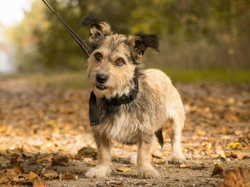 Маленькая собака в добрые руки