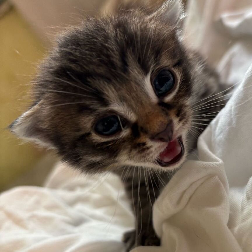 Котёнок в добрые руки