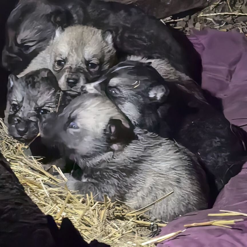 Сибирский хаски, щенок