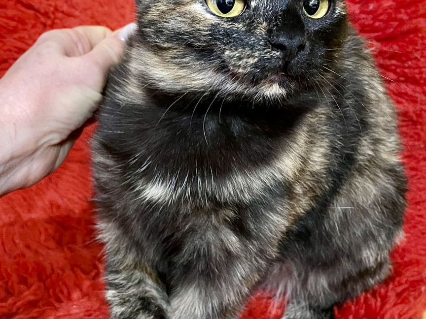 Котенок 4 месяца девочка