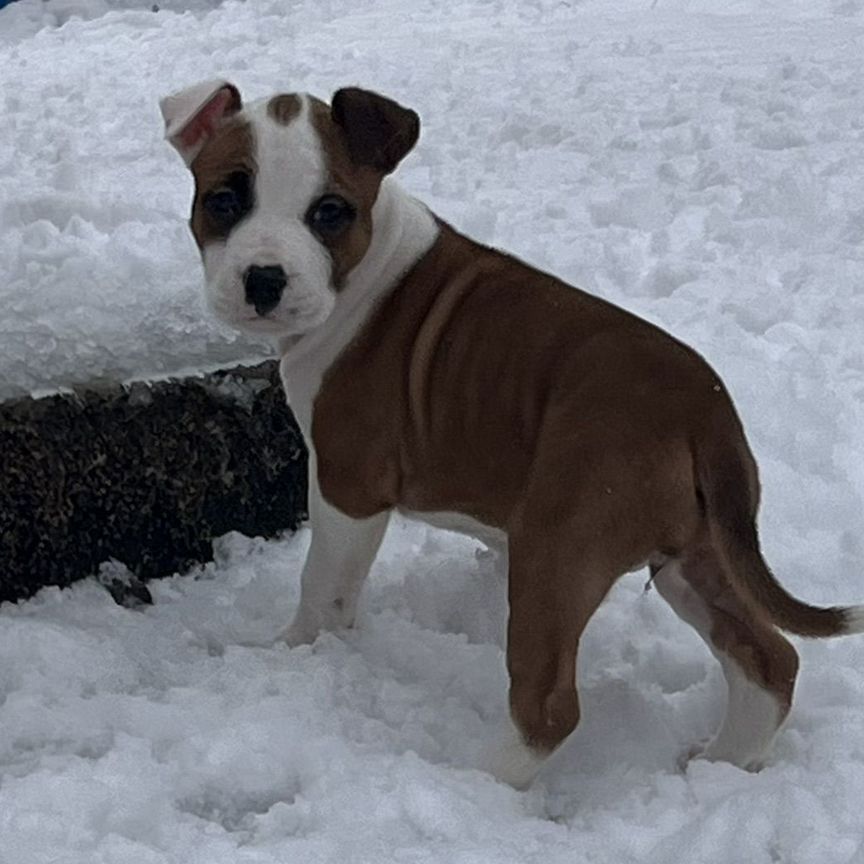 Американский стаффордширский терьер, щенок