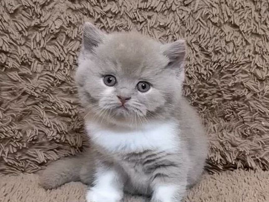 Британские котята серенький фавн лиловый