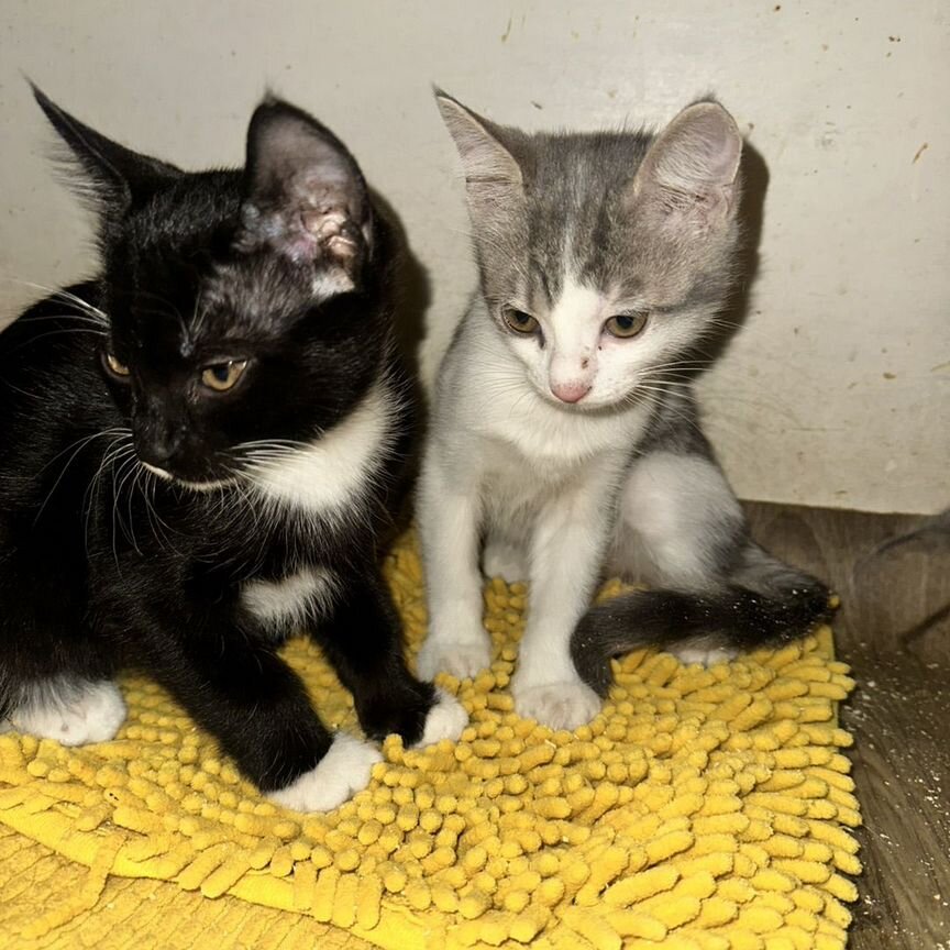 Котята в добрые руки