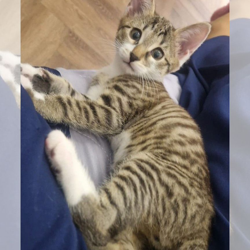 Ласковый маленький котёнок ищет дом