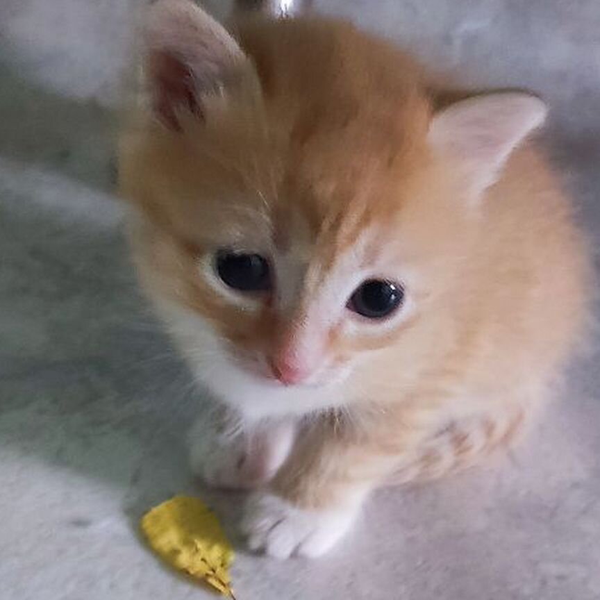 Котята в добрые руки