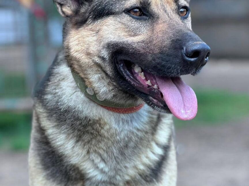 Собака Сникерс подарите ему дом