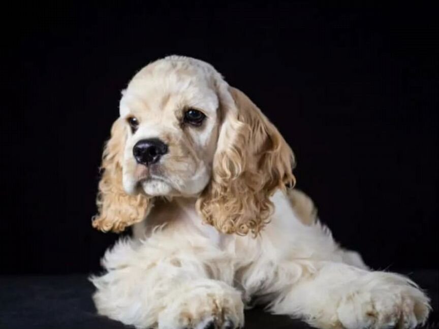 Американский Кокер спаниель