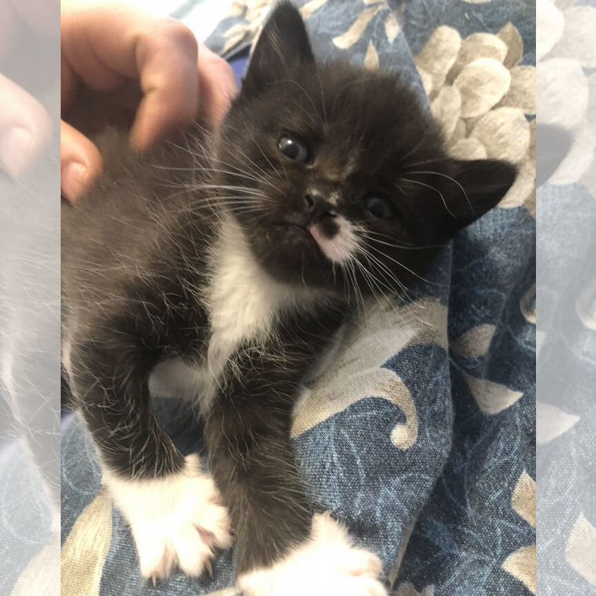 Котенок кошечка милая в хорошие руки