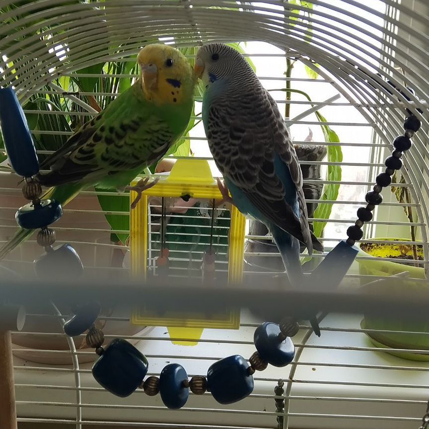 Волнистые попугаи с клеткой
