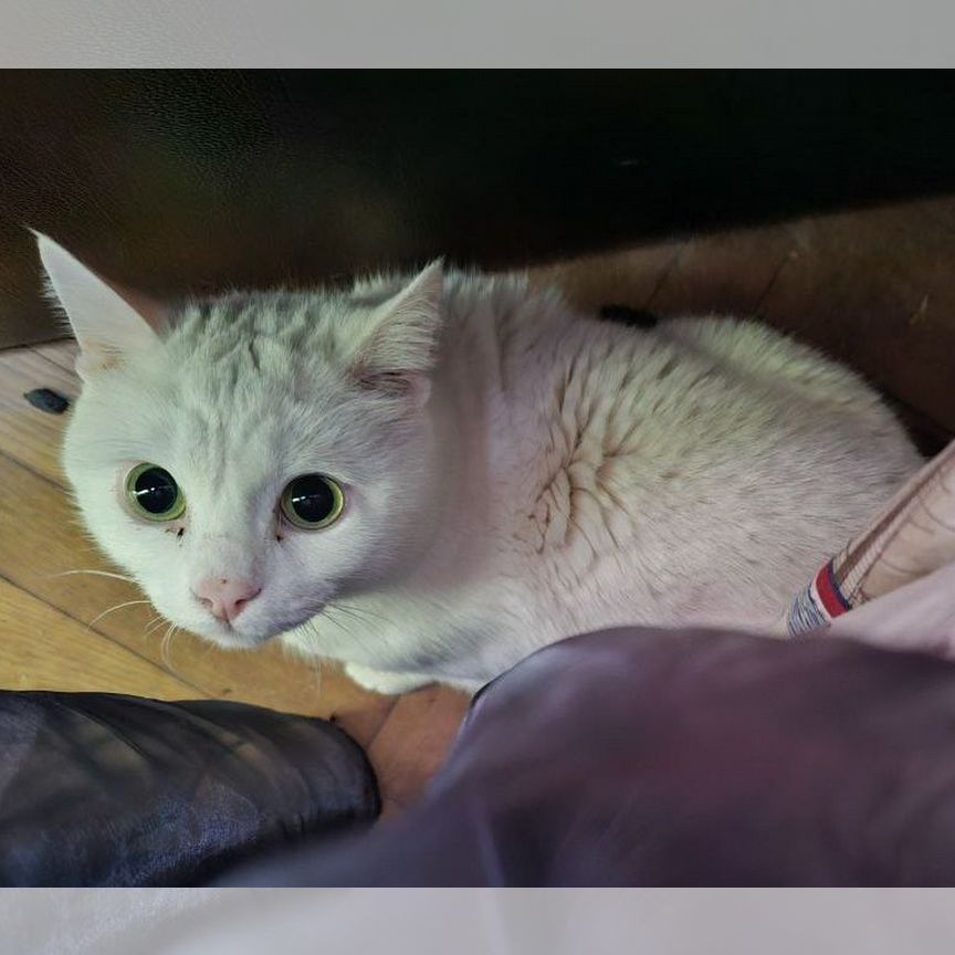 Британский короткошёрстный, взрослый кот