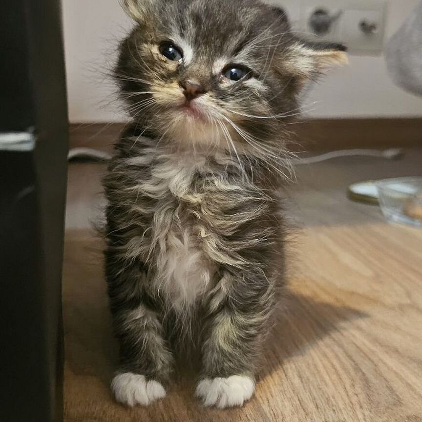 Котята в добрые руки бесплатно