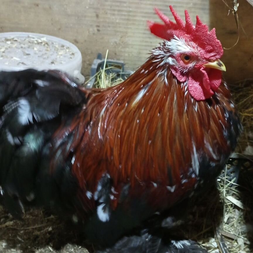 Петушок карликовый кохинхин