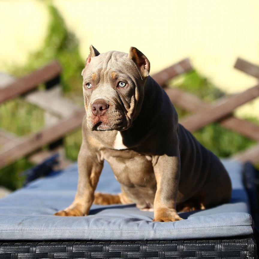 Булли Брутальный мальчик