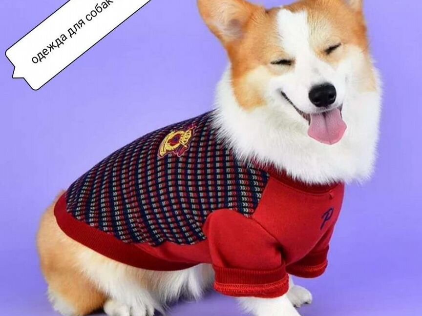 Одежда для собак
