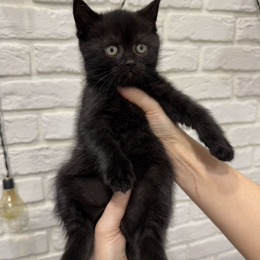Британские котята