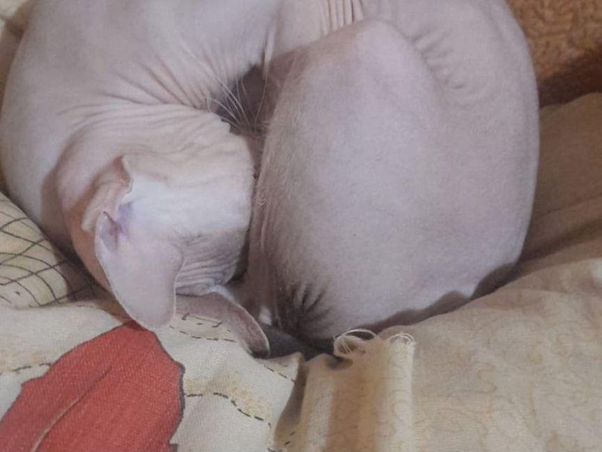 Донской сфинкс