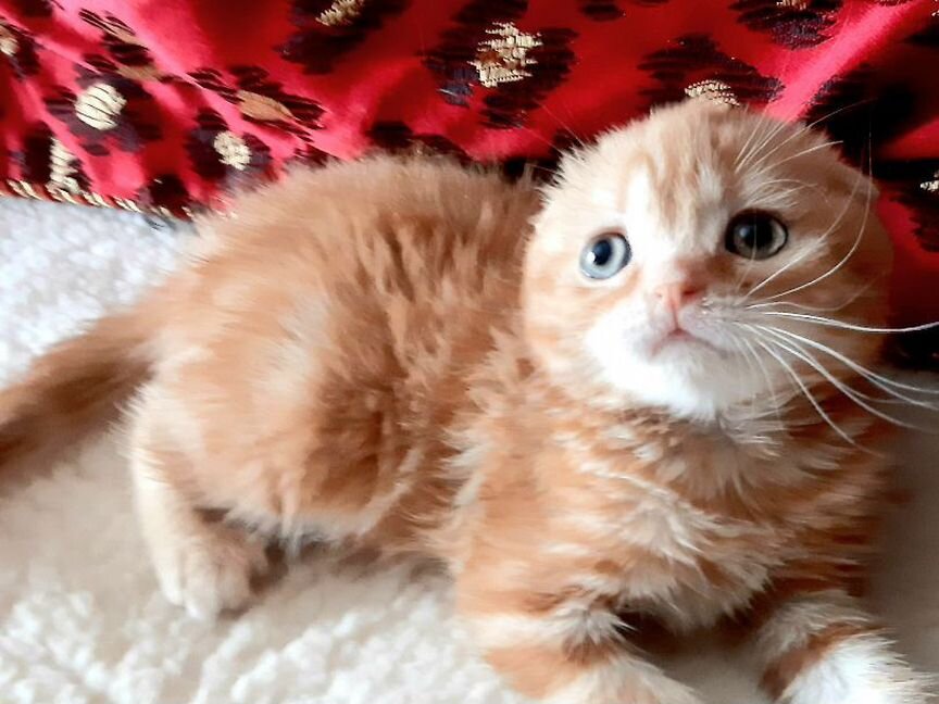 Шотландский котик