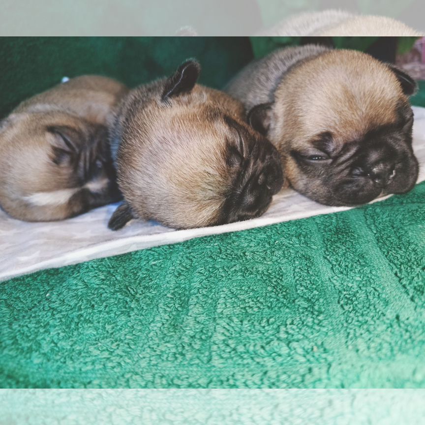 Французский бульдог щенки мальчики