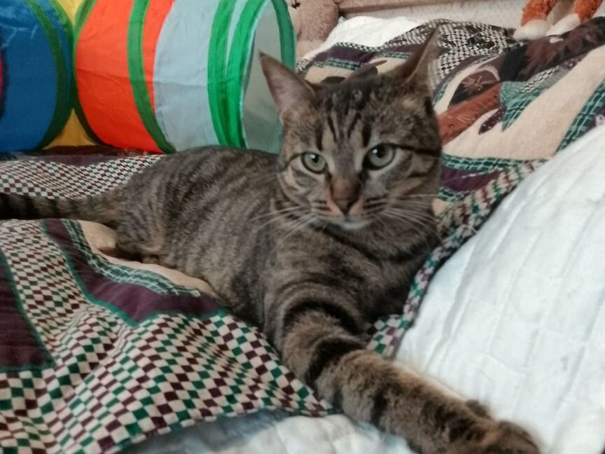 Полосатая красавица