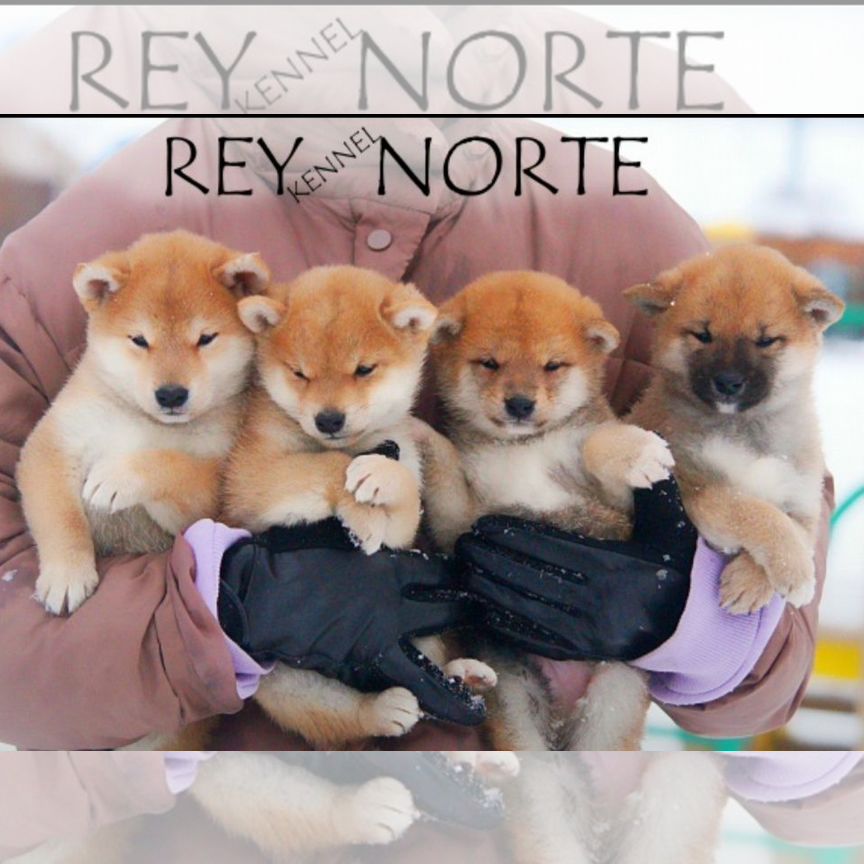 Сиба-ину, щенок