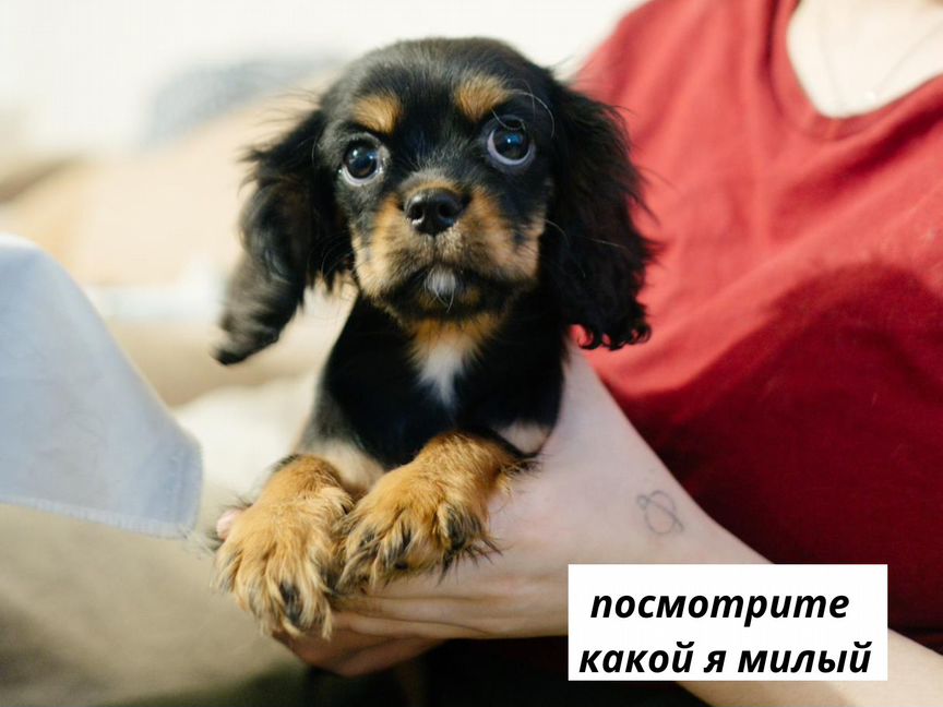Кавалер кинг чарльз спаниель