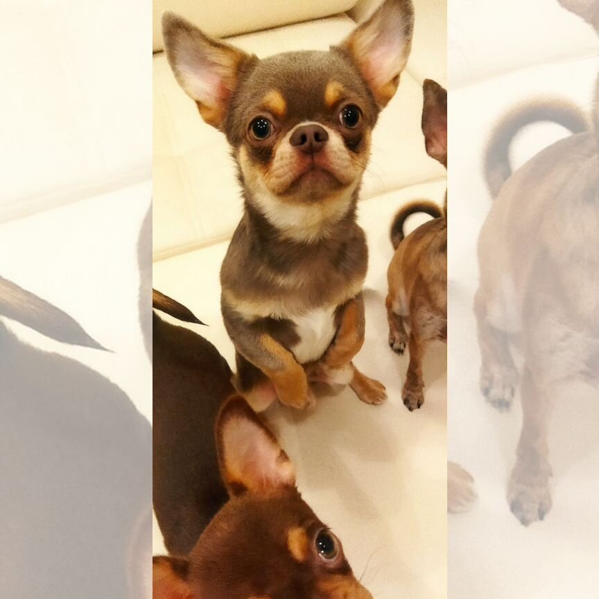 Чихуахуа, взрослый пёс