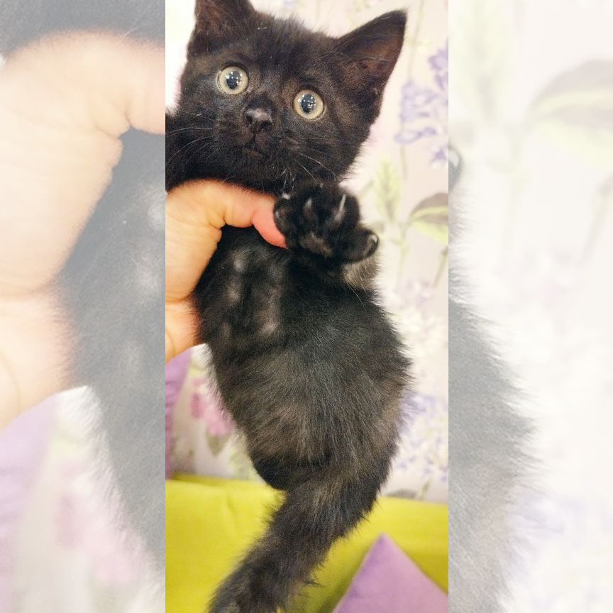Котёнок