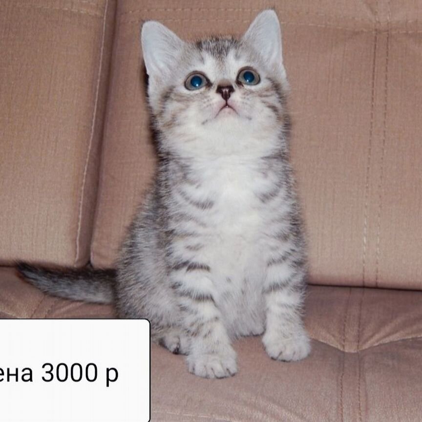 Шотландский котёнок вискас