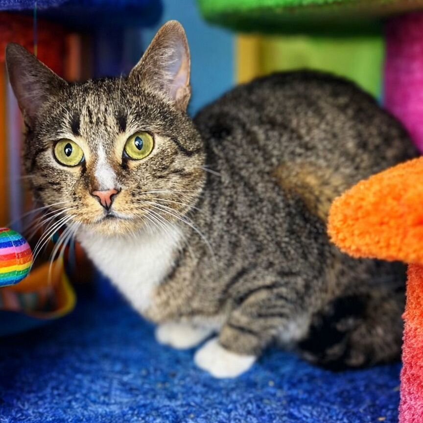 Европейский короткошёрстный, взрослый кот