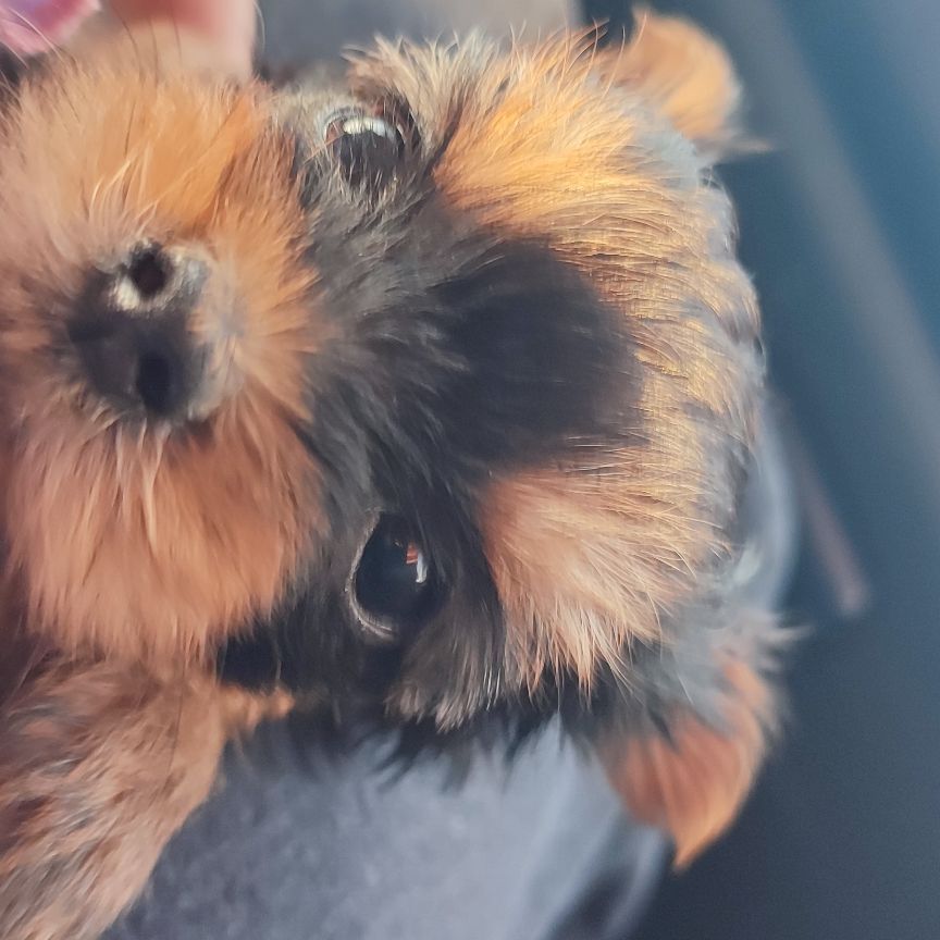 Йоркширский терьер, щенок